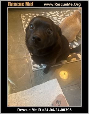 - Georgia Dog Rescue - ADOPTIONS - Rescue Me!