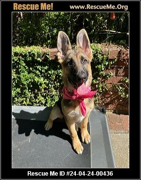 - Georgia Dog Rescue - ADOPTIONS - Rescue Me!