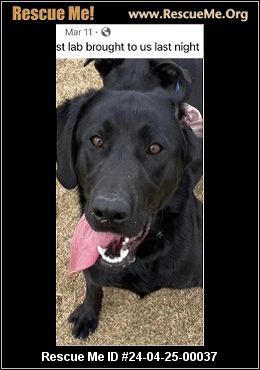 - Colorado Lab Rescue - ADOPTIONS - Rescue Me!