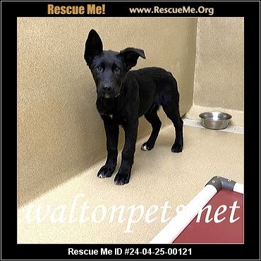 - Georgia Dog Rescue - ADOPTIONS - Rescue Me!