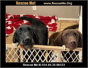 - Idaho Dog Rescue - ADOPTIONS - Rescue Me!