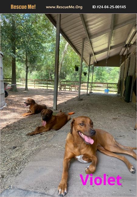 ADOPT 24042500145 ~ Rhodesian Ridgeback Rescue ~ Magnolia, TX