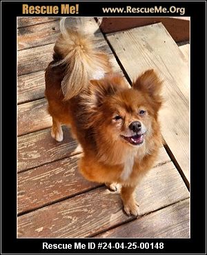 - Pennsylvania Poodle Rescue - ADOPTIONS - Rescue Me!