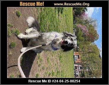 - Pennsylvania Dog Rescue - ADOPTIONS - Rescue Me!