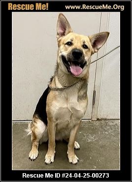 - Texas German Shepherd Rescue - ADOPTIONS - Rescue Me!