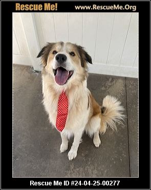 - North Carolina Dog Rescue - ADOPTIONS - Rescue Me!