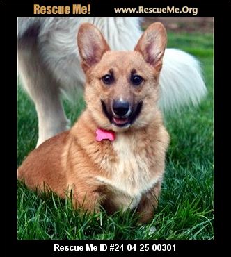 - New York Corgi Rescue - ADOPTIONS - Rescue Me!