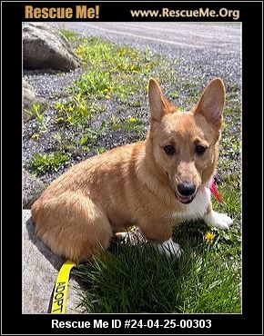 - New York Corgi Rescue - ADOPTIONS - Rescue Me!