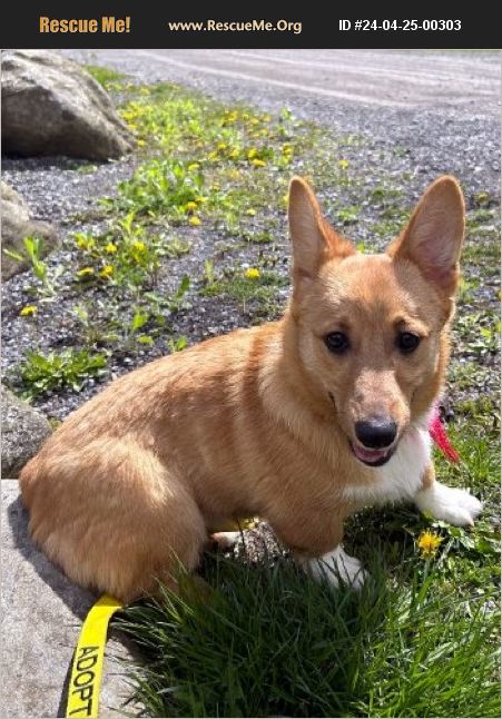 ADOPT 24042500303 ~ Corgi Rescue ~ Bedford Hills, NY