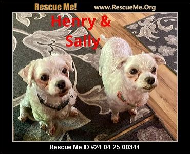 - North Carolina Maltese Rescue - ADOPTIONS - Rescue Me!