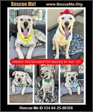 - California Dog Rescue - ADOPTIONS - Rescue Me!