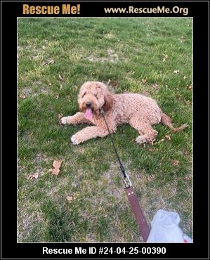 - Rhode Island Dog Rescue - ADOPTIONS - Rescue Me!