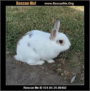 - California Rabbit Rescue - ADOPTIONS - Rescue Me!