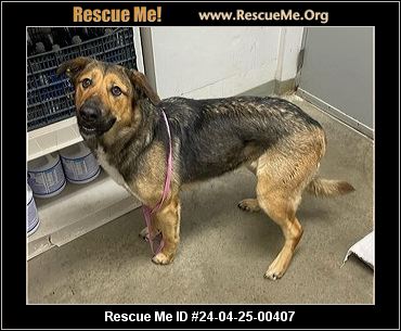 - Texas German Shepherd Rescue - ADOPTIONS - Rescue Me!