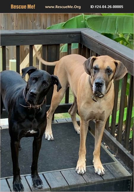 ADOPT 24042600005 ~ Great Dane Rescue ~ Florida