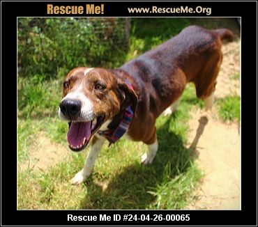 - Tennessee Dog Rescue - ADOPTIONS - Rescue Me!