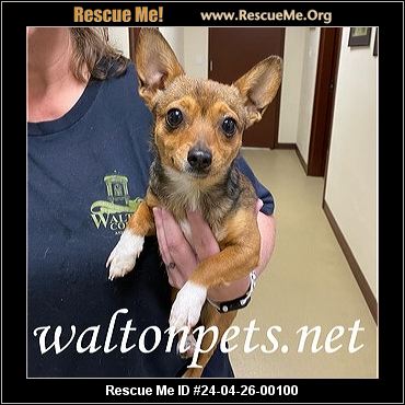 - Georgia Dog Rescue - ADOPTIONS - Rescue Me!