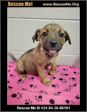 - Ohio Dog Rescue - ADOPTIONS - Rescue Me!