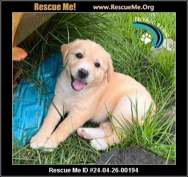 - Florida Dog Rescue - ADOPTIONS - Rescue Me!