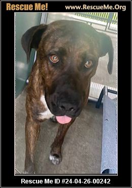 - Florida Dog Rescue - ADOPTIONS - Rescue Me!