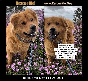 - California Dog Rescue - ADOPTIONS - Rescue Me!