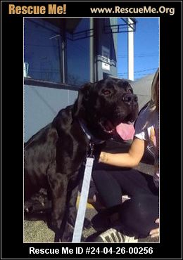 - New York Dog Rescue - ADOPTIONS - Rescue Me!