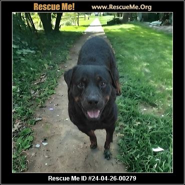 - Texas Rottweiler Rescue - ADOPTIONS - Rescue Me!