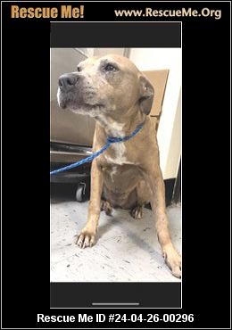 - Florida Dog Rescue - ADOPTIONS - Rescue Me!