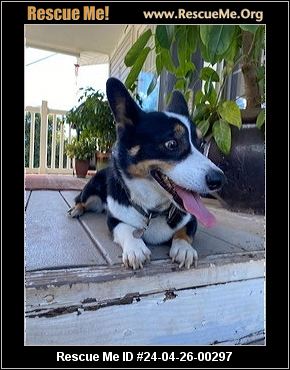 - California Corgi Rescue - ADOPTIONS - Rescue Me!