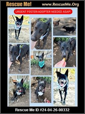 - California Dog Rescue - ADOPTIONS - Rescue Me!