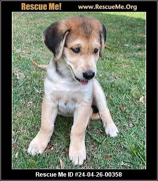 - Florida Dog Rescue - ADOPTIONS - Rescue Me!