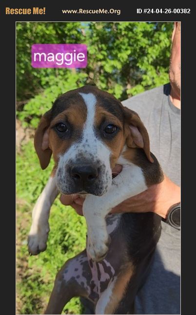 ADOPT 24042600382 ~ Beagle Rescue ~ Seattle, WA