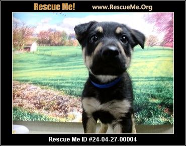 - California Dog Rescue - ADOPTIONS - Rescue Me!