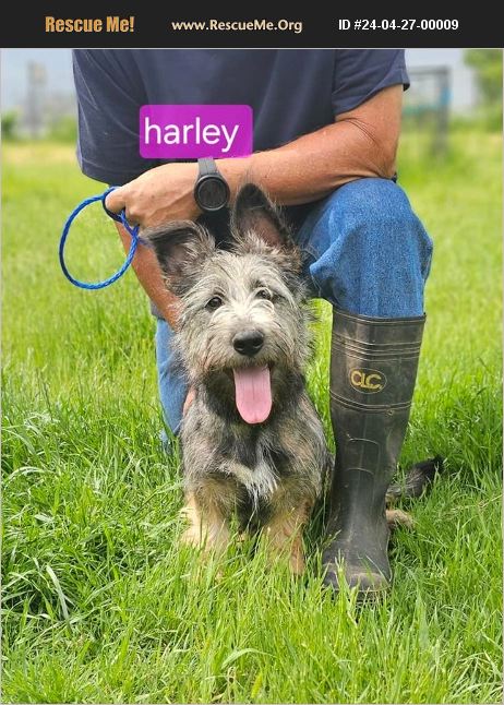 ADOPT 24042700009 ~ Scottish Terrier Rescue ~ Seattle, WA