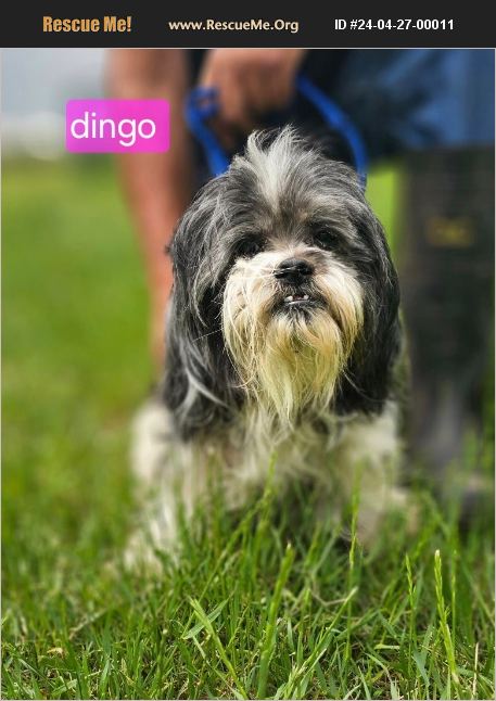 ADOPT 24042700011 ~ Lhasa Apso Rescue ~ Seattle, WA