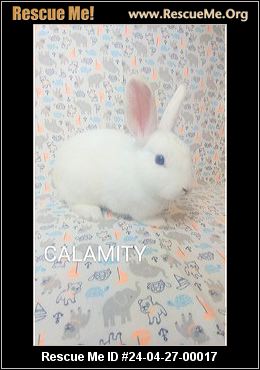 - California Rabbit Rescue - ADOPTIONS - Rescue Me!