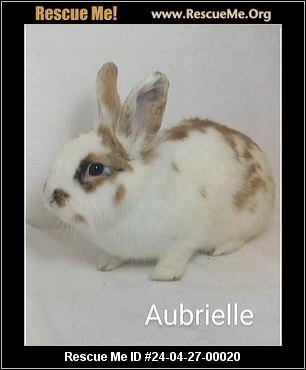 - California Rabbit Rescue - ADOPTIONS - Rescue Me!