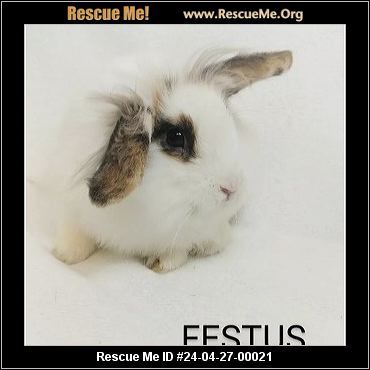 - California Rabbit Rescue - ADOPTIONS - Rescue Me!