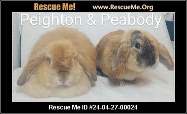 - California Rabbit Rescue - ADOPTIONS - Rescue Me!