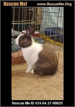 - California Rabbit Rescue - ADOPTIONS - Rescue Me!