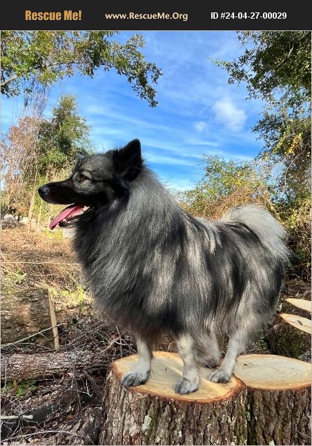 ADOPT 24042700029 ~ Keeshond Rescue ~ PENSACOLA, FL