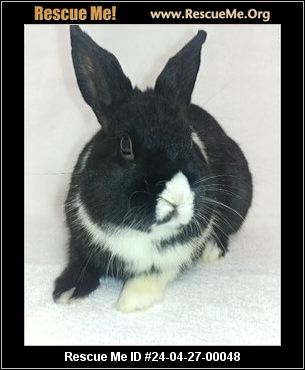 - California Rabbit Rescue - ADOPTIONS - Rescue Me!