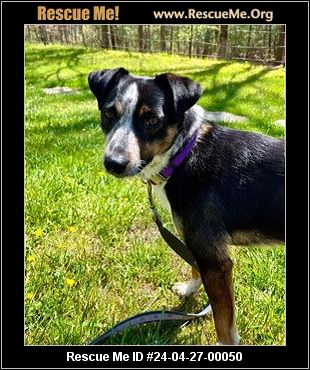 - North Carolina Dog Rescue - ADOPTIONS - Rescue Me!