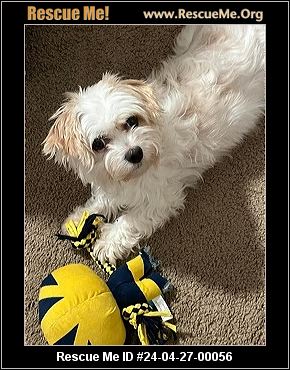 - Ohio Maltese Rescue - ADOPTIONS - Rescue Me!