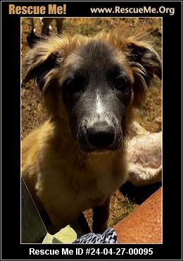 - Georgia Border Collie Rescue - ADOPTIONS - Rescue Me!