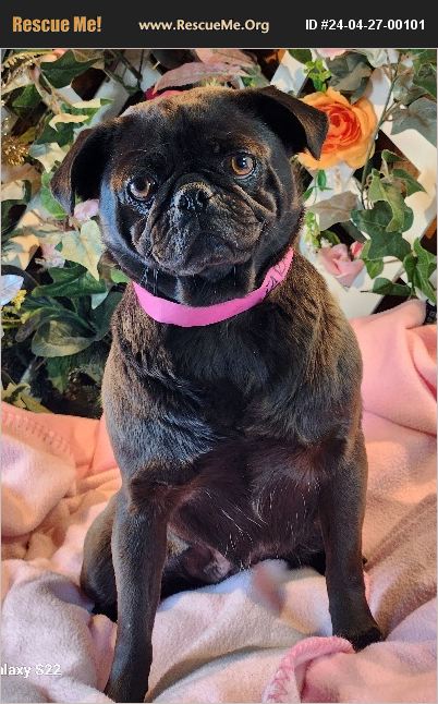 ADOPT 24042700101 ~ Pug Rescue ~ Aurora, CO