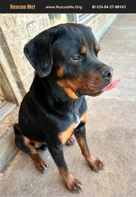 ADOPT 24042700143 ~ Rottweiler Rescue ~ Houston, TX