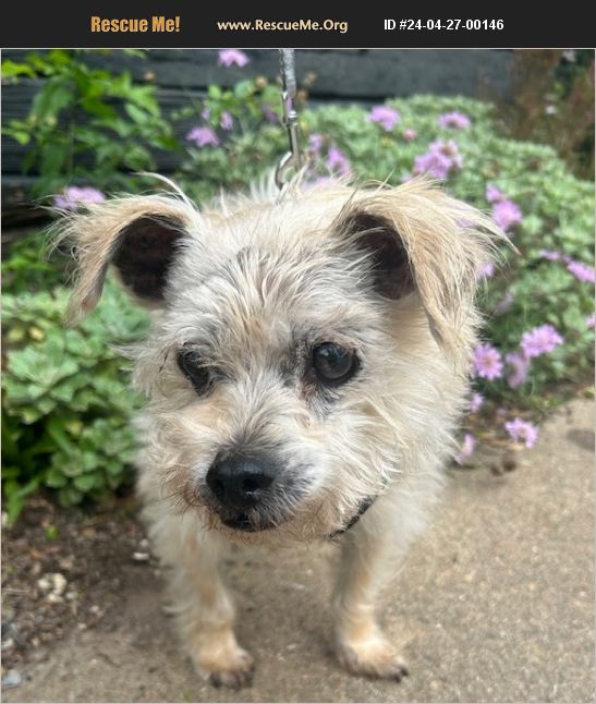 ADOPT 24042700146 ~ Norfolk Terrier Rescue ~ Dallas, TX