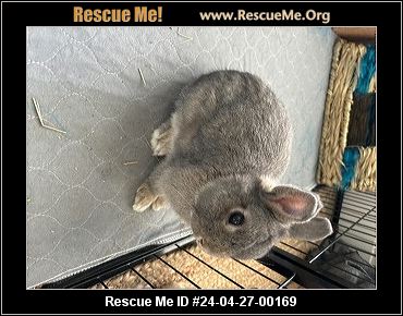 - Oklahoma Rabbit Rescue - ADOPTIONS - Rescue Me!