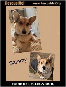 - California Corgi Rescue - ADOPTIONS - Rescue Me!